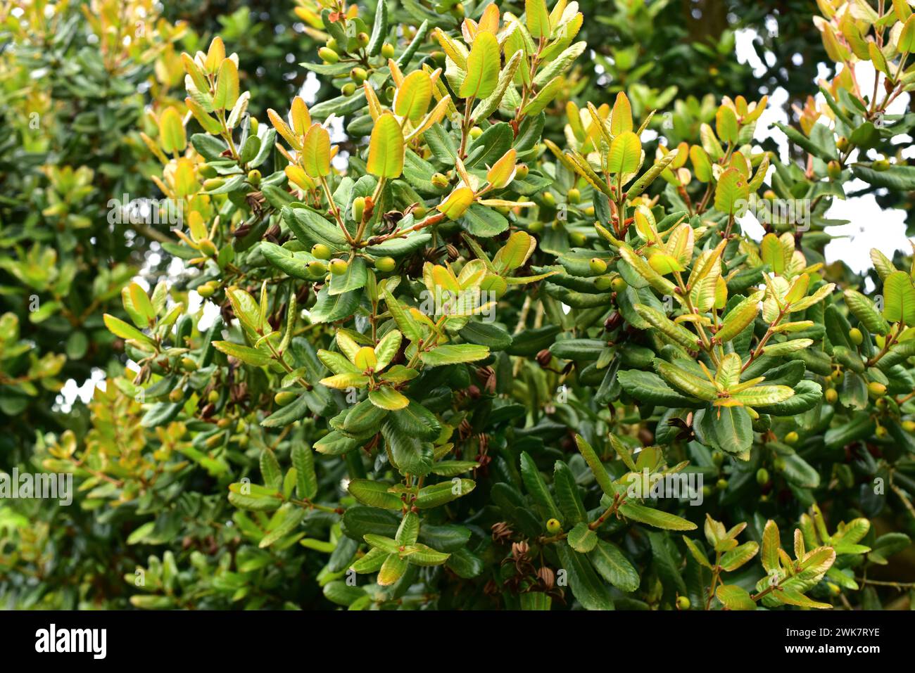 Meli (Amomyrtus meli) is an evergreen tree endemic to Chile. Fruits and ...