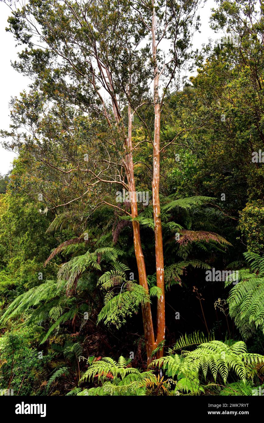Arrayan chileno (Luma apiculata) is an evergreen tree native to ...