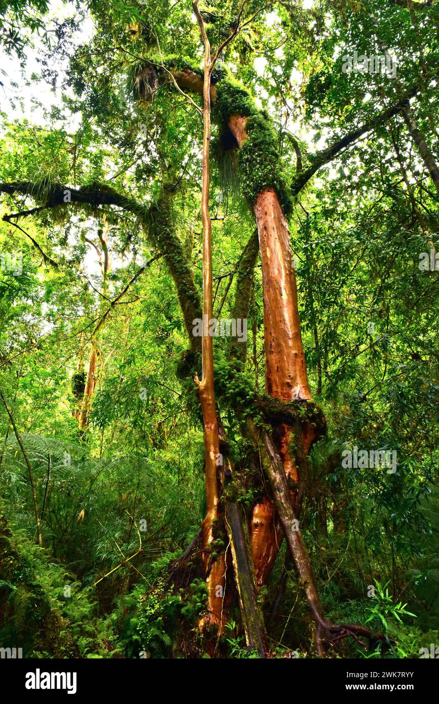 Luma apiculata hi-res stock photography and images - Alamy