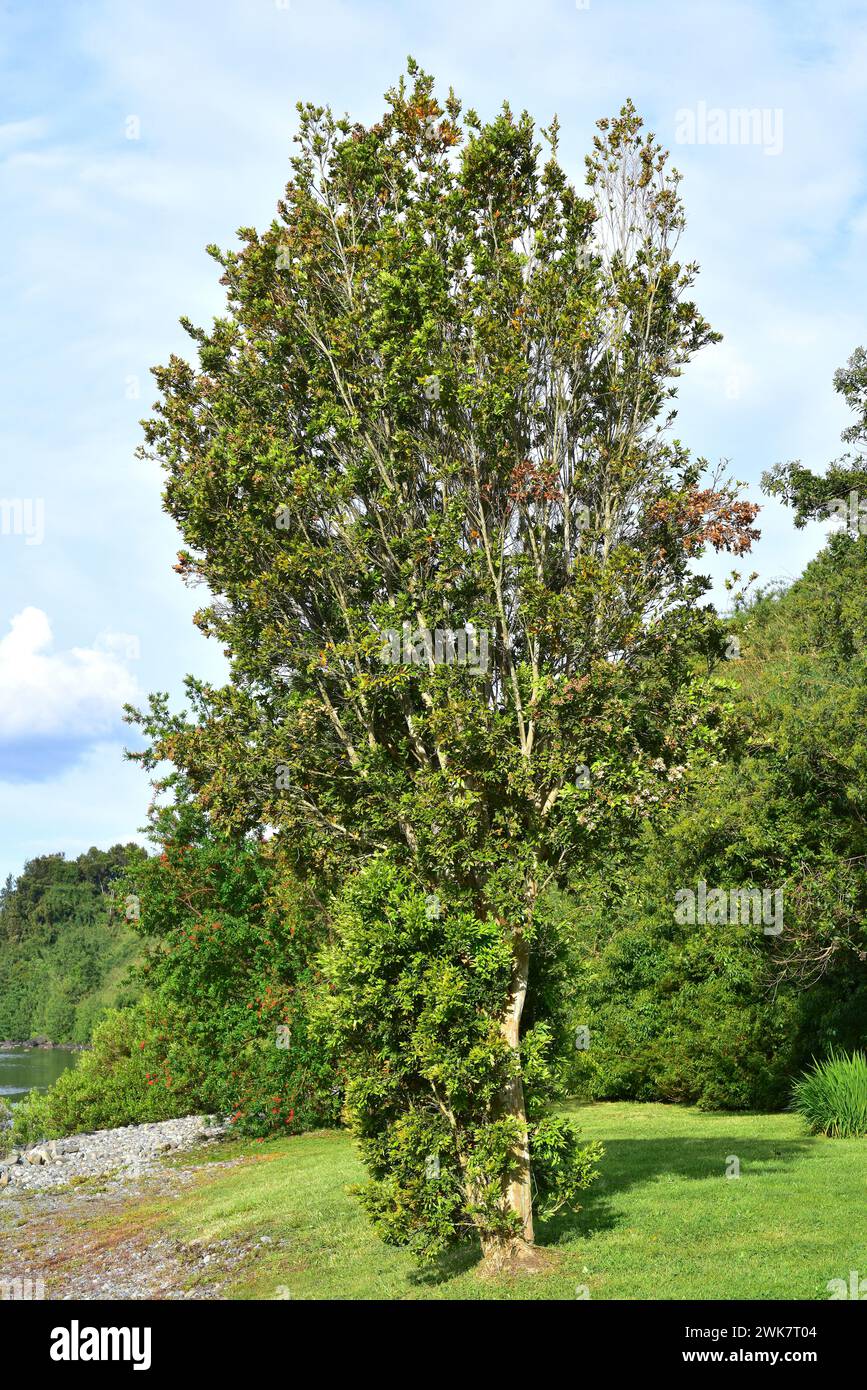 Arrayan chileno (Luma apiculata) is an evergreen tree native to ...