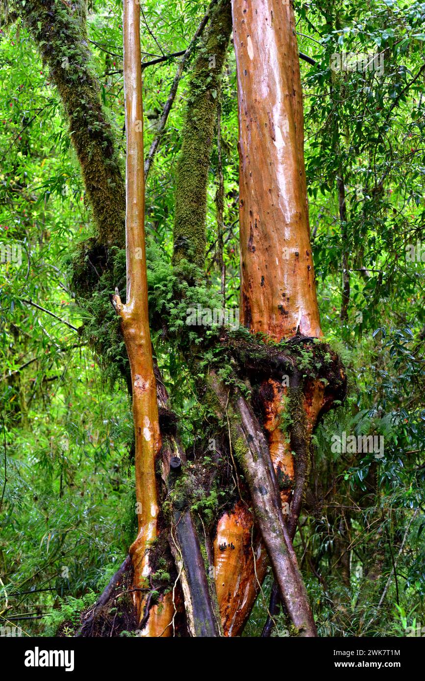 Arrayan chileno (Luma apiculata) is an evergreen tree native to ...