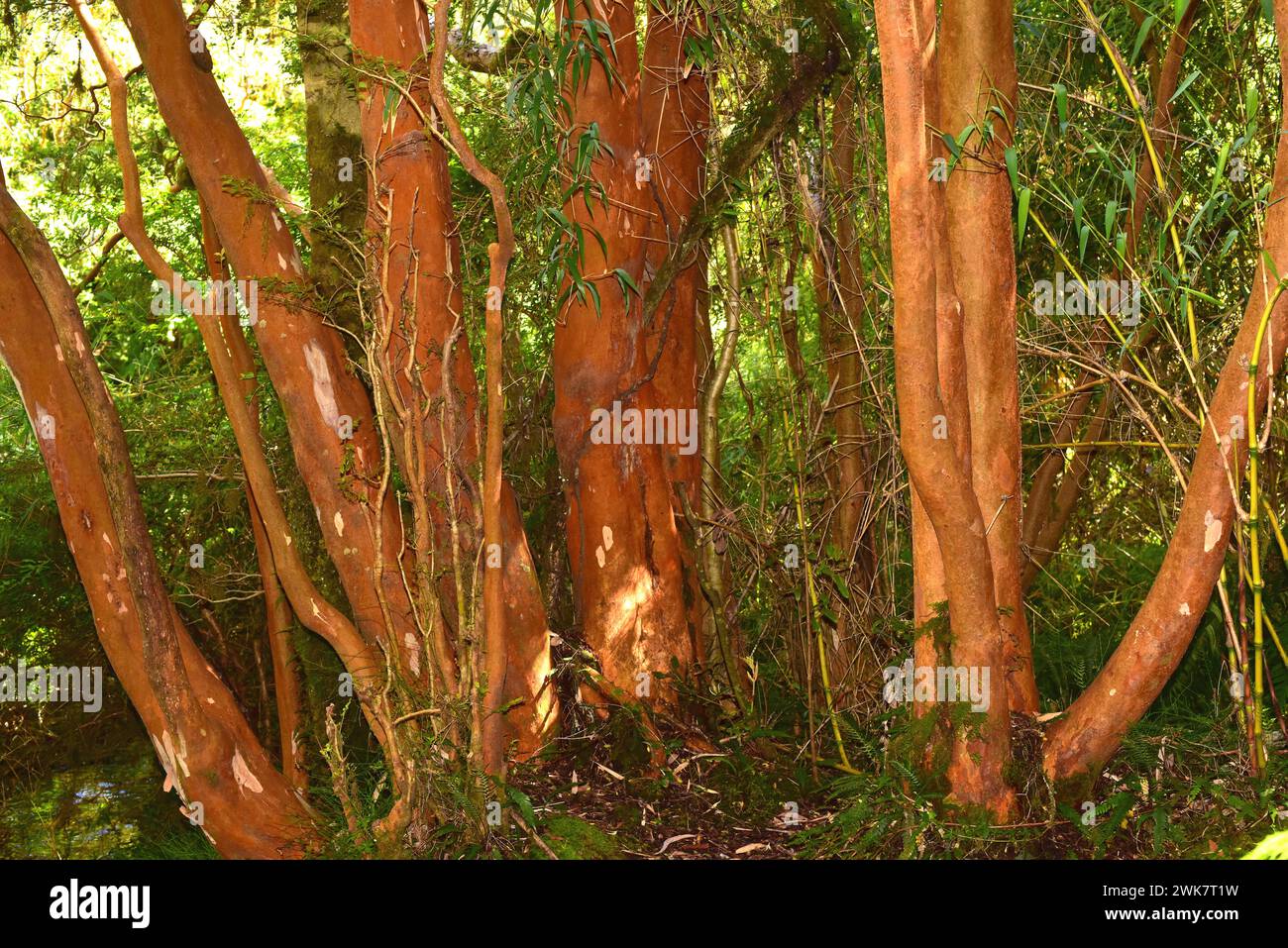 Arrayan chileno (Luma apiculata) is an evergreen tree native to ...