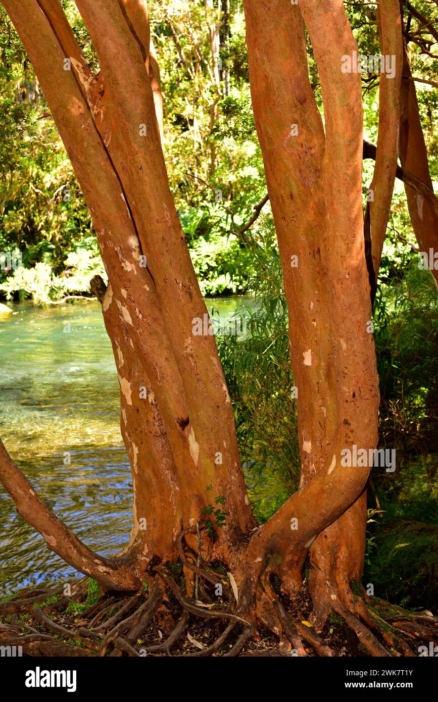 Arrayan chileno hi-res stock photography and images - Alamy