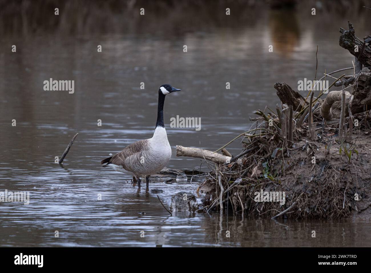 A goose perched on fallen branches in a shallow river at sunset Stock ...