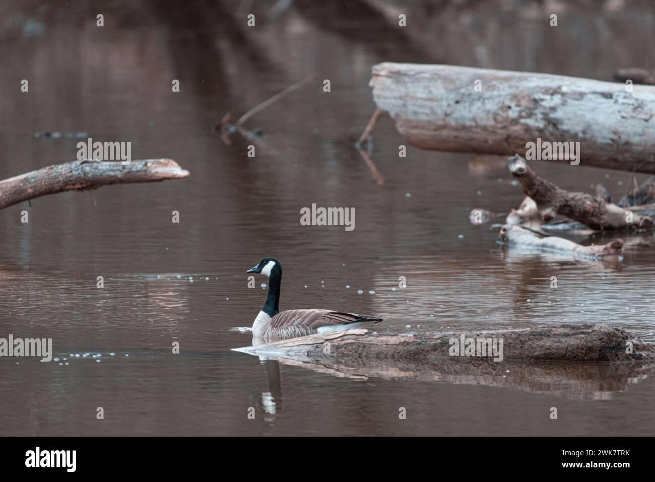 A goose perched on fallen branches in a shallow river at sunset Stock ...