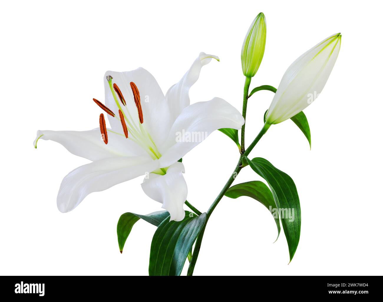 Beautiful white Lily (Lilium, Liliaceae) with buds isolated on white ...