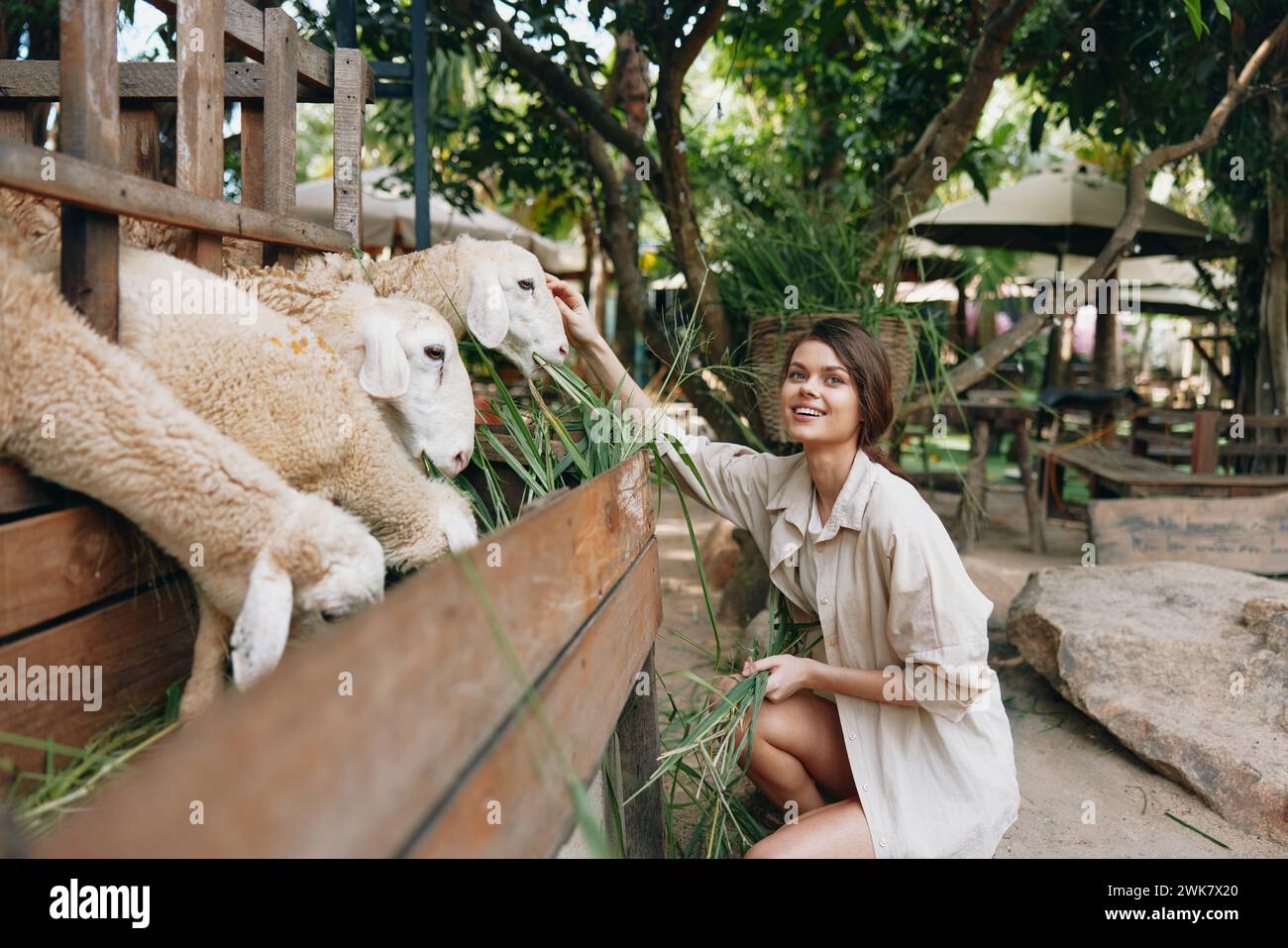 A woman petting sheep at a zoo in thailand, asian woman petting sheep ...