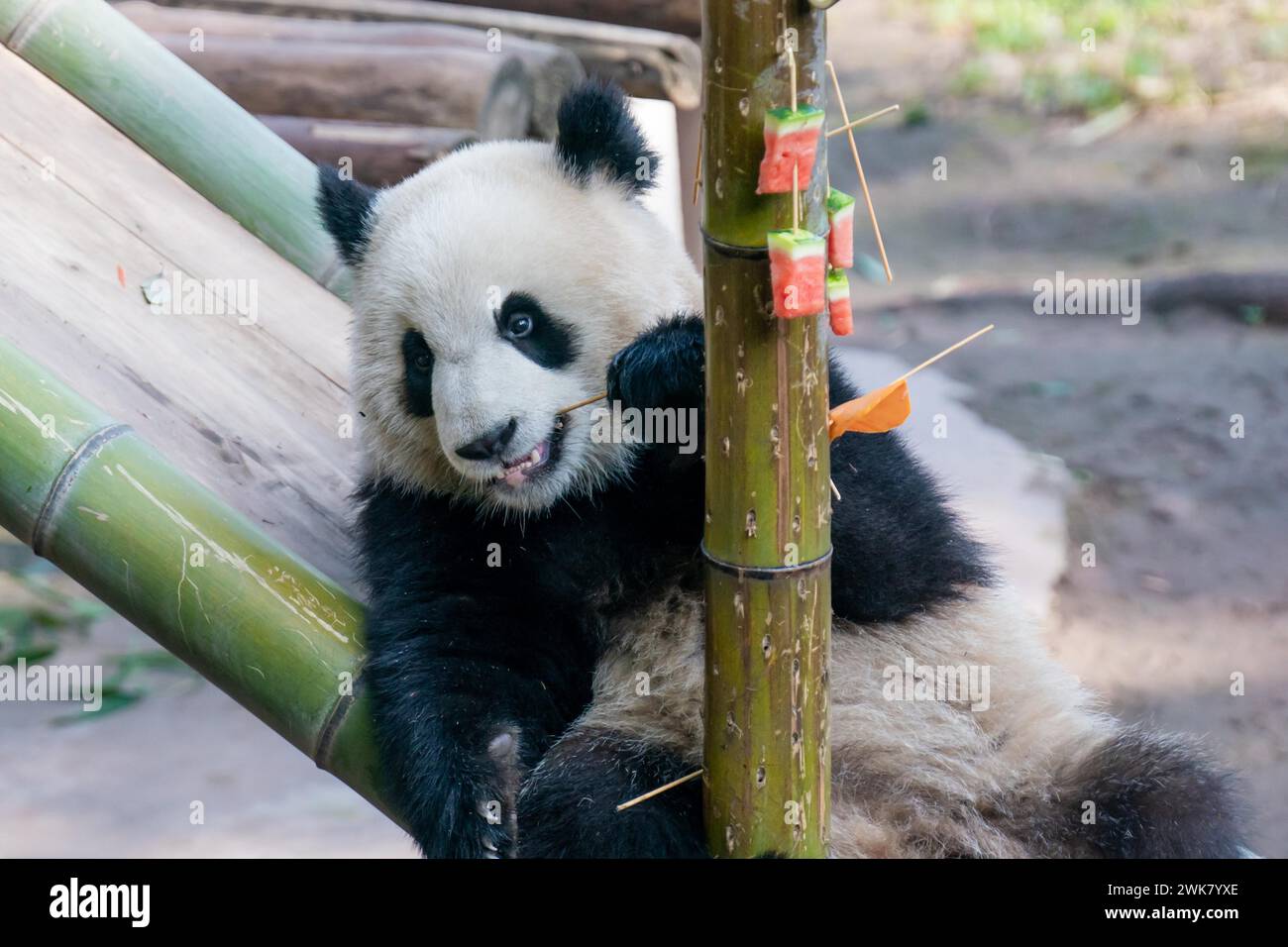 Giant pandas enjoy food at Chongqing Zoo, Chongqing, China. 16th Feb ...