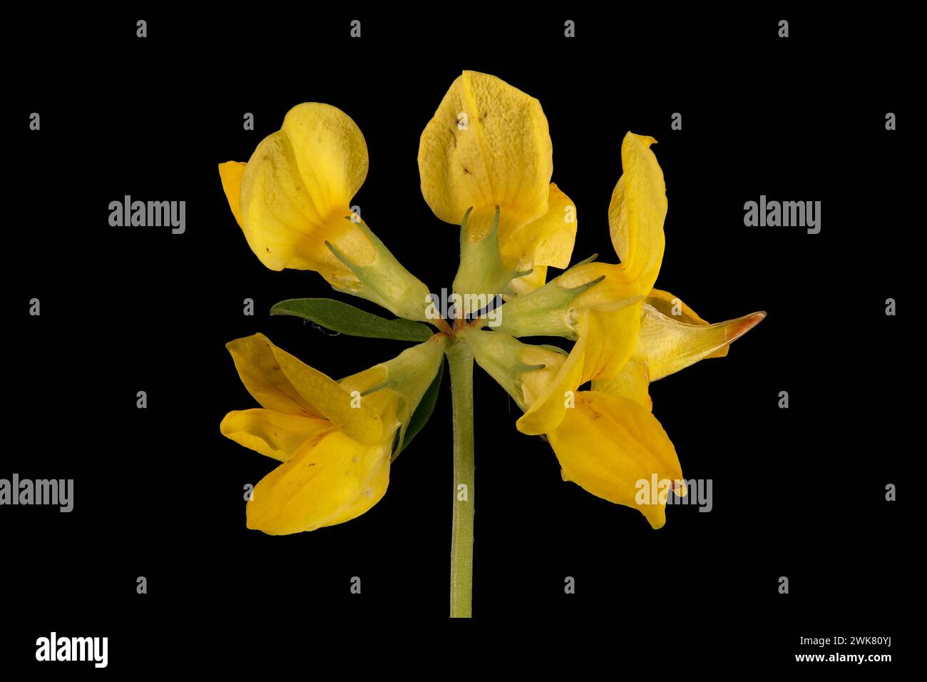 Common Bird's-Foot Trefoil (Lotus corniculatus). Inflorescence Closeup ...