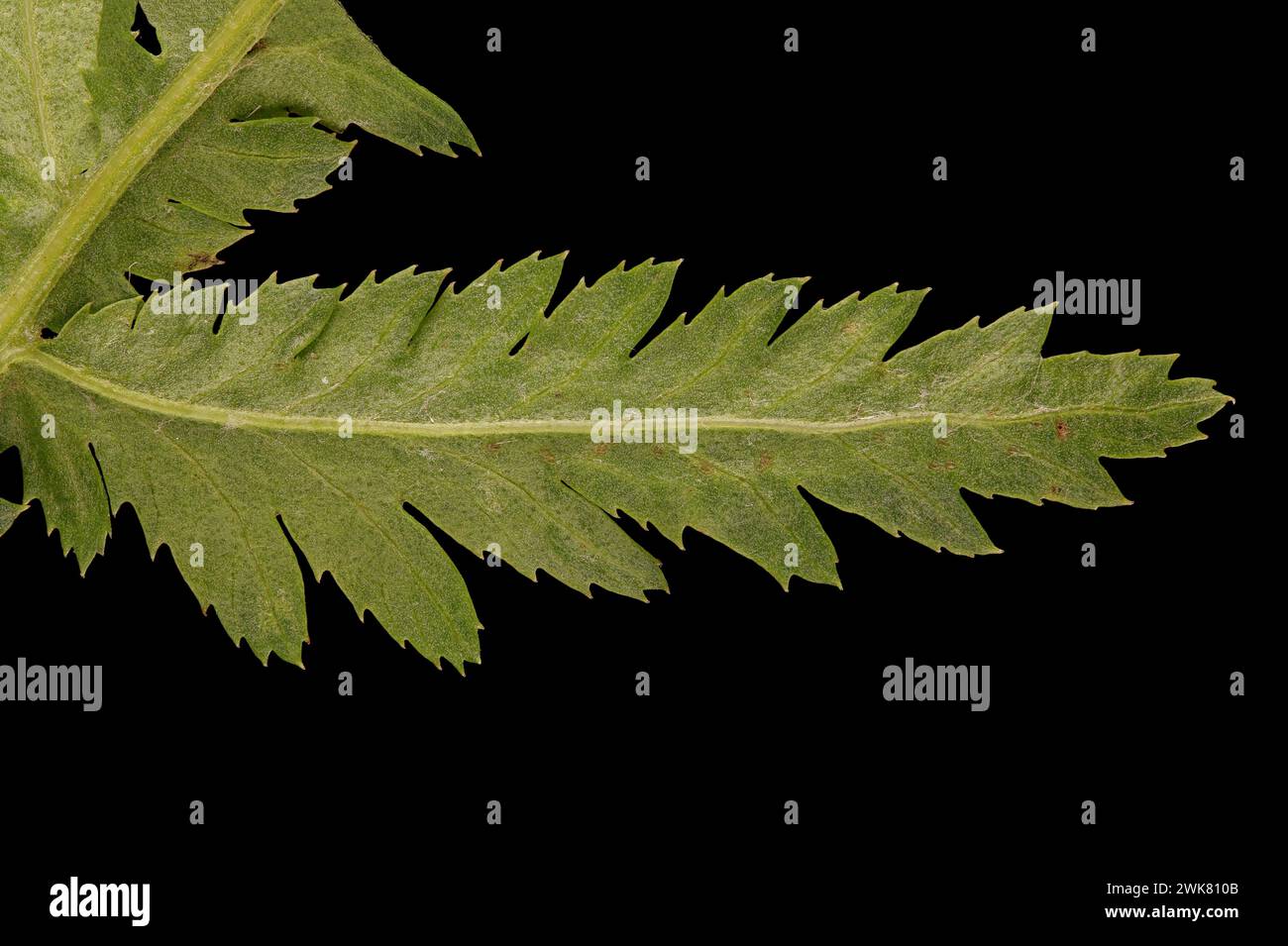 Glandular punctate hi-res stock photography and images - Alamy