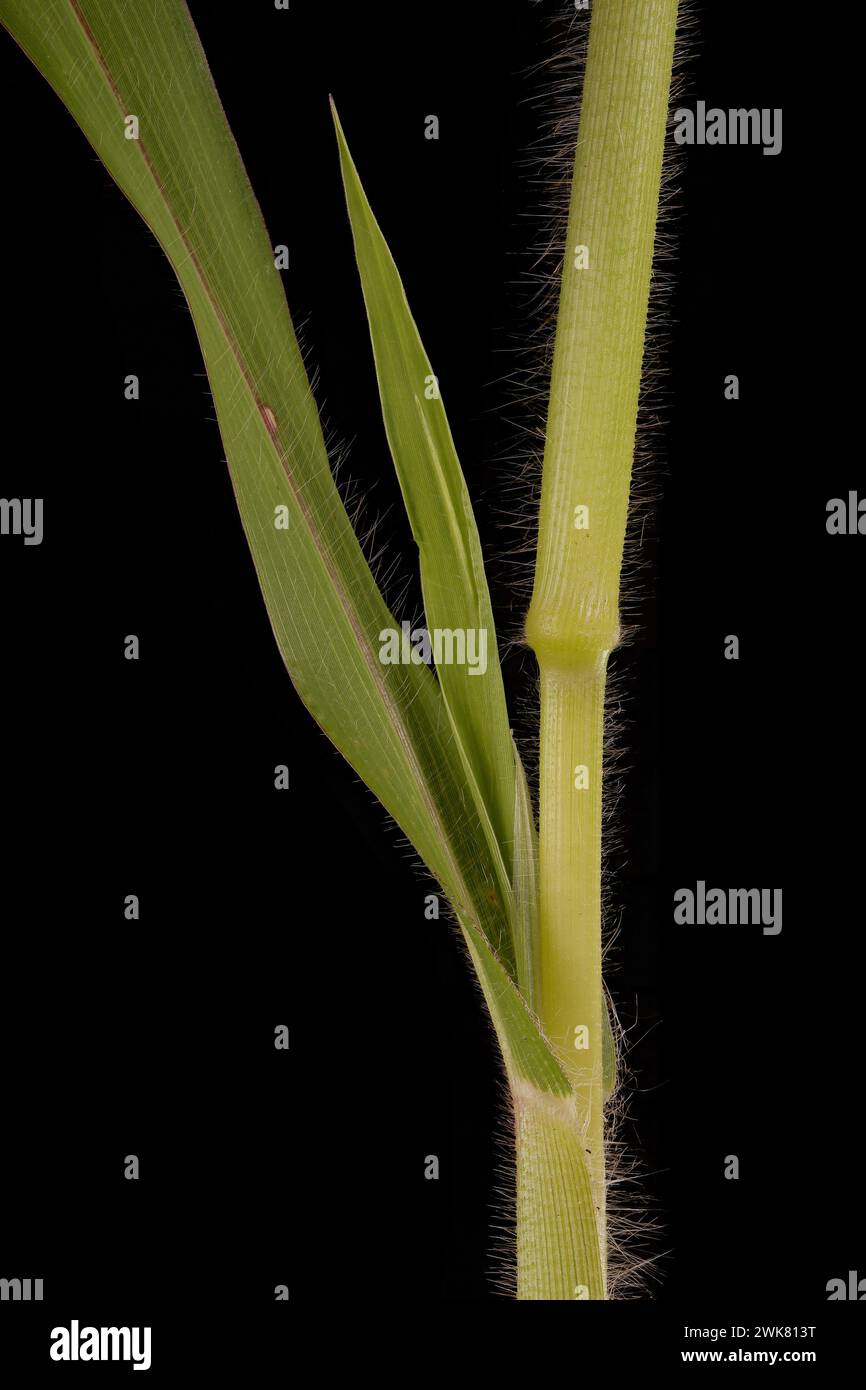 Common Millet (Panicum miliaceum). Culm, Leaf Base and Axillary Shoot ...