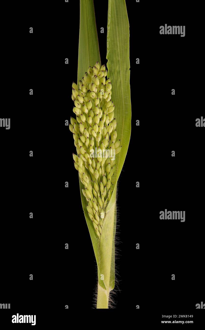 Common Millet (Panicum miliaceum). Opening Inflorescence Closeup Stock ...
