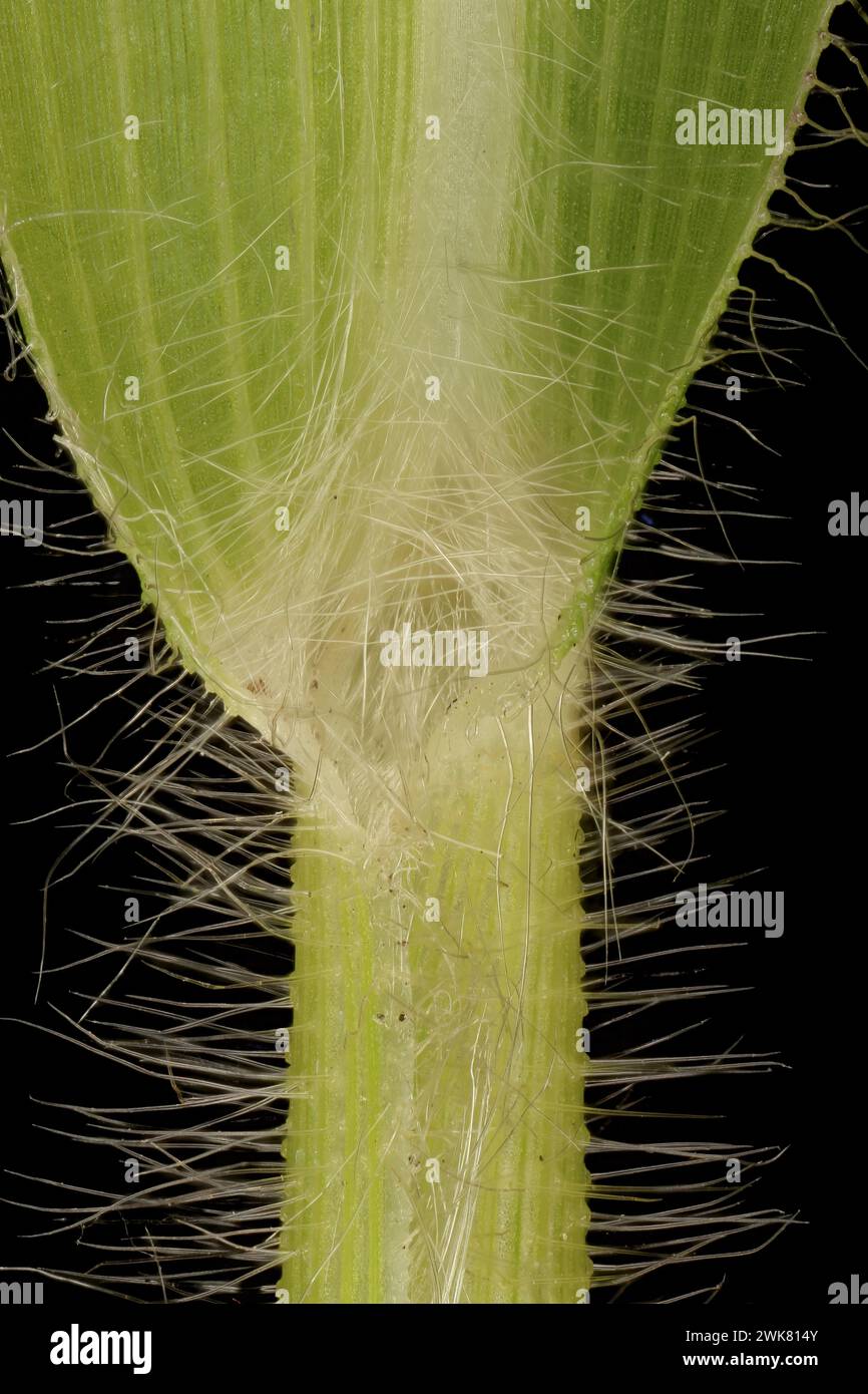 Common Millet (Panicum miliaceum). Ligule and Leaf Sheath Closeup Stock ...