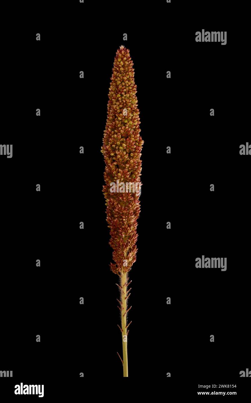 Setaria germanica hi-res stock photography and images - Alamy
