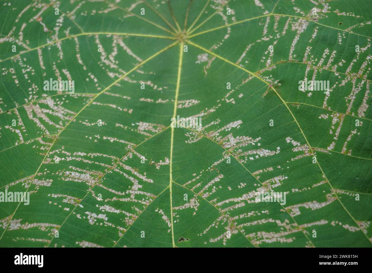 Abstract stock photos, perfect for backgrounds Stock Photo - Alamy