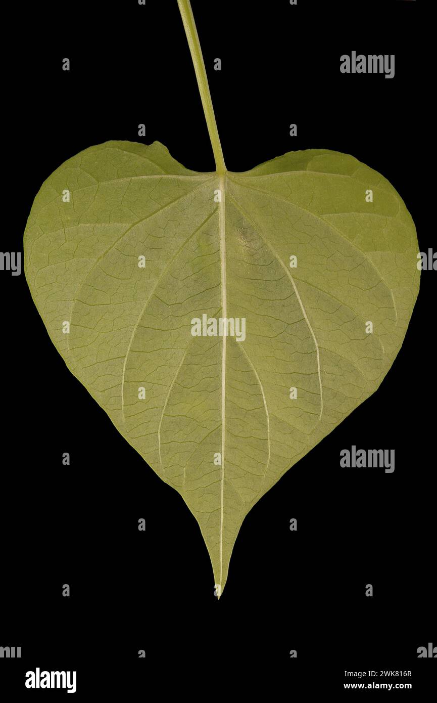 Acute leaf apex hi-res stock photography and images - Alamy