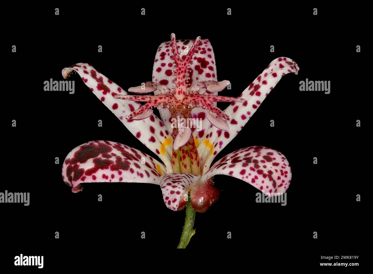 Hairy Toad Lily (Tricyrtis hirta). Flower Closeup Stock Photo - Alamy