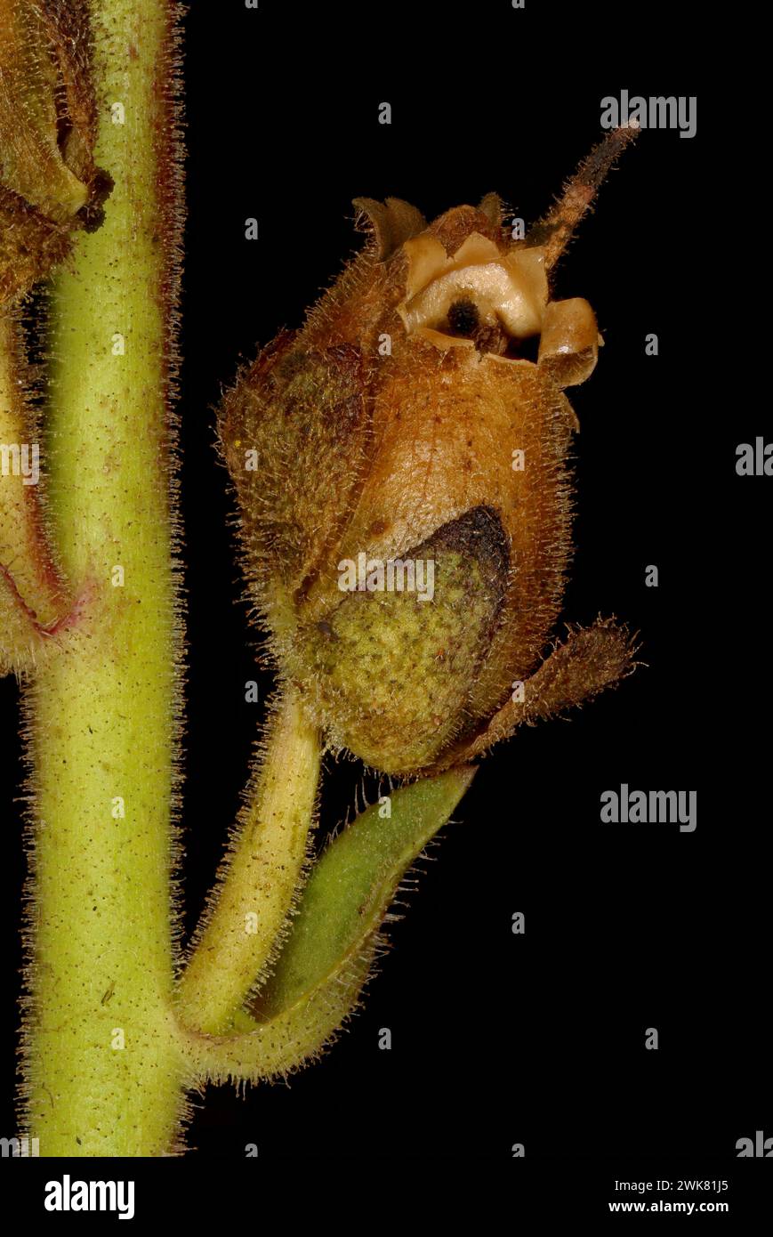 Dehisced fruit hi-res stock photography and images - Alamy