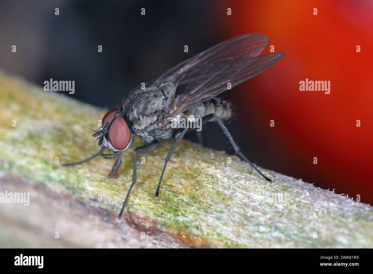 Fly big close-up. Macro photo Stock Photo - Alamy