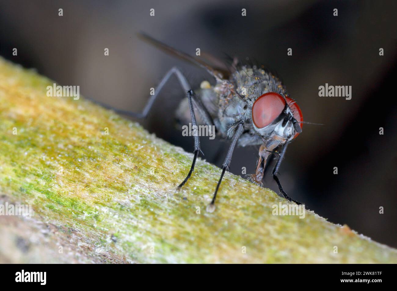 Fly big close-up. Macro photo Stock Photo - Alamy