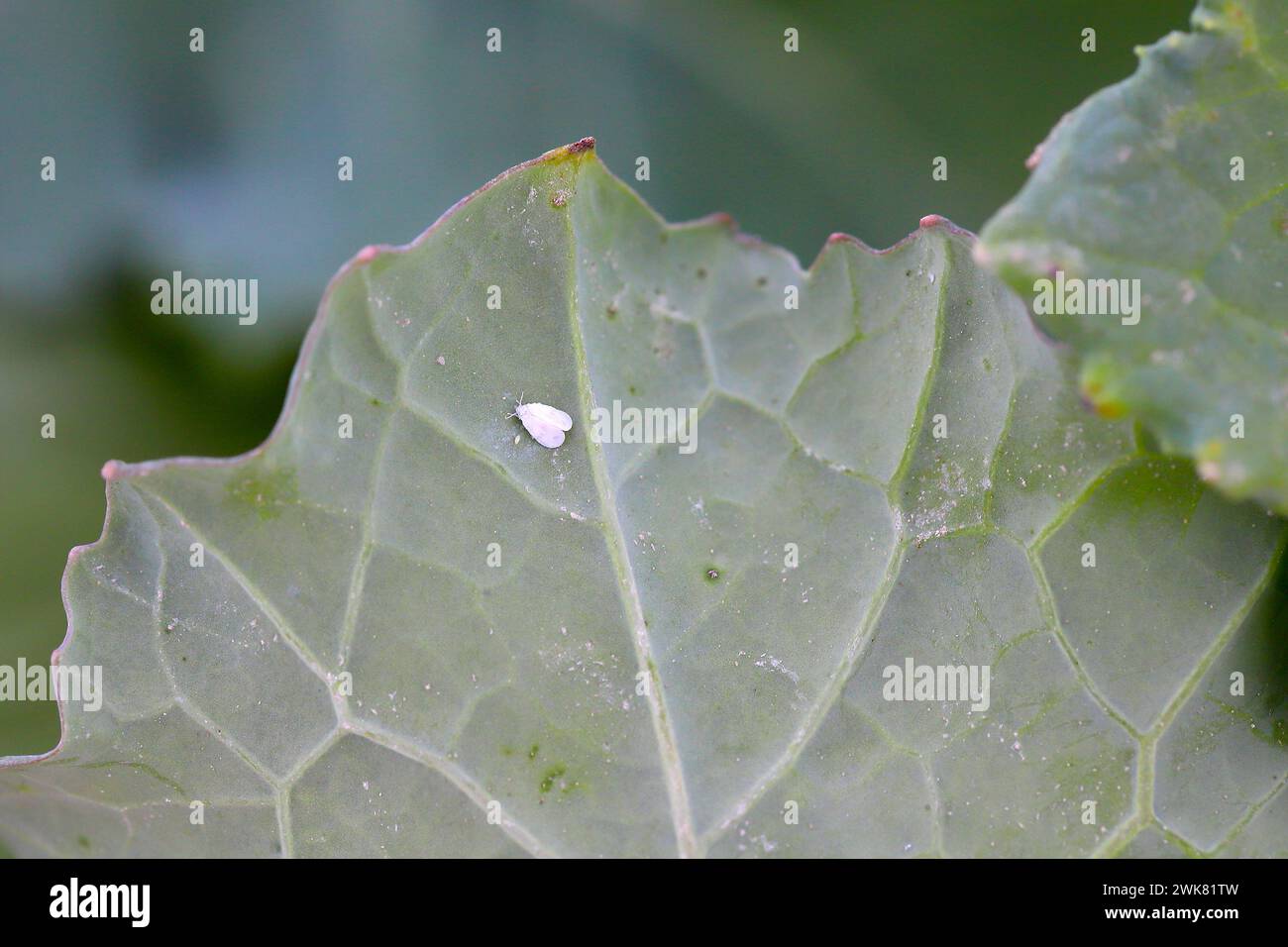 Cabbage whitefly Aleyrodes proletella infestation on the underside of a ...
