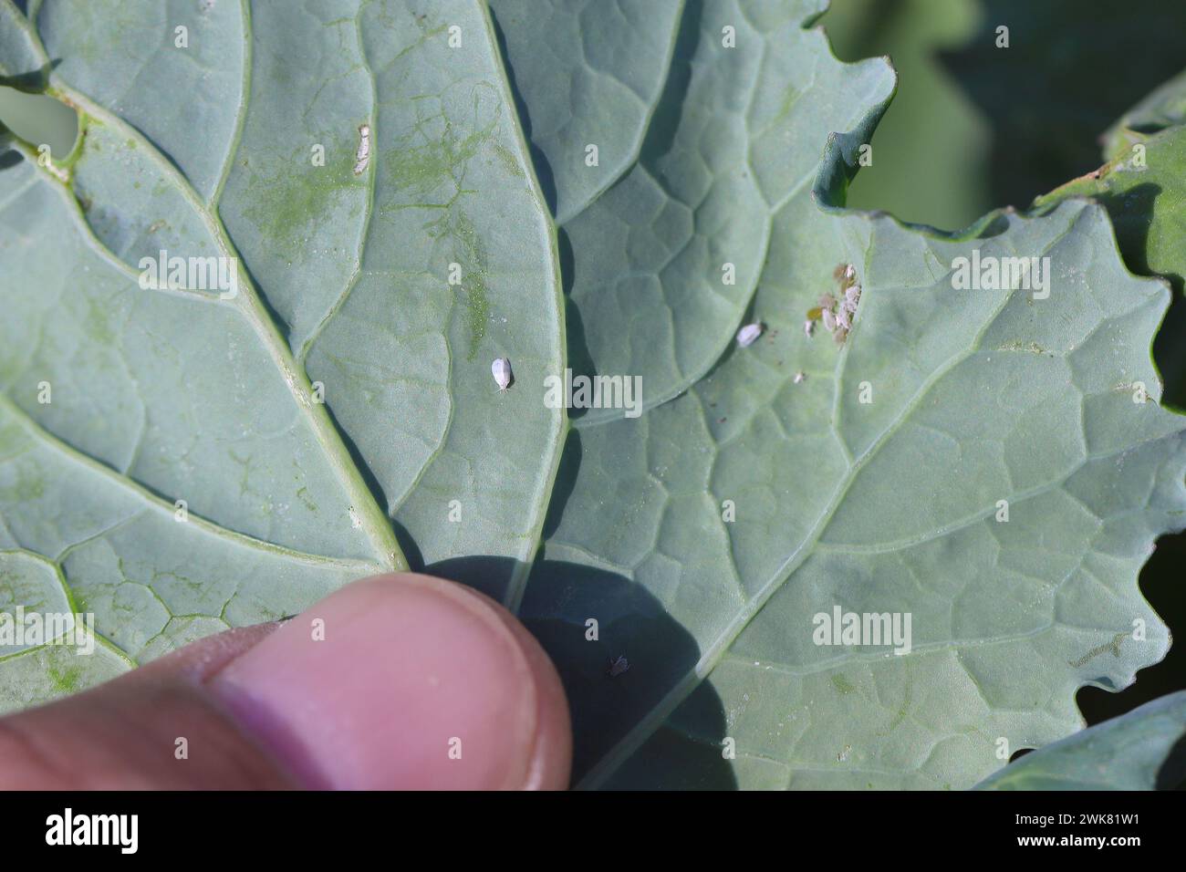 Cabbage whitefly Aleyrodes proletella infestation on the underside of a ...