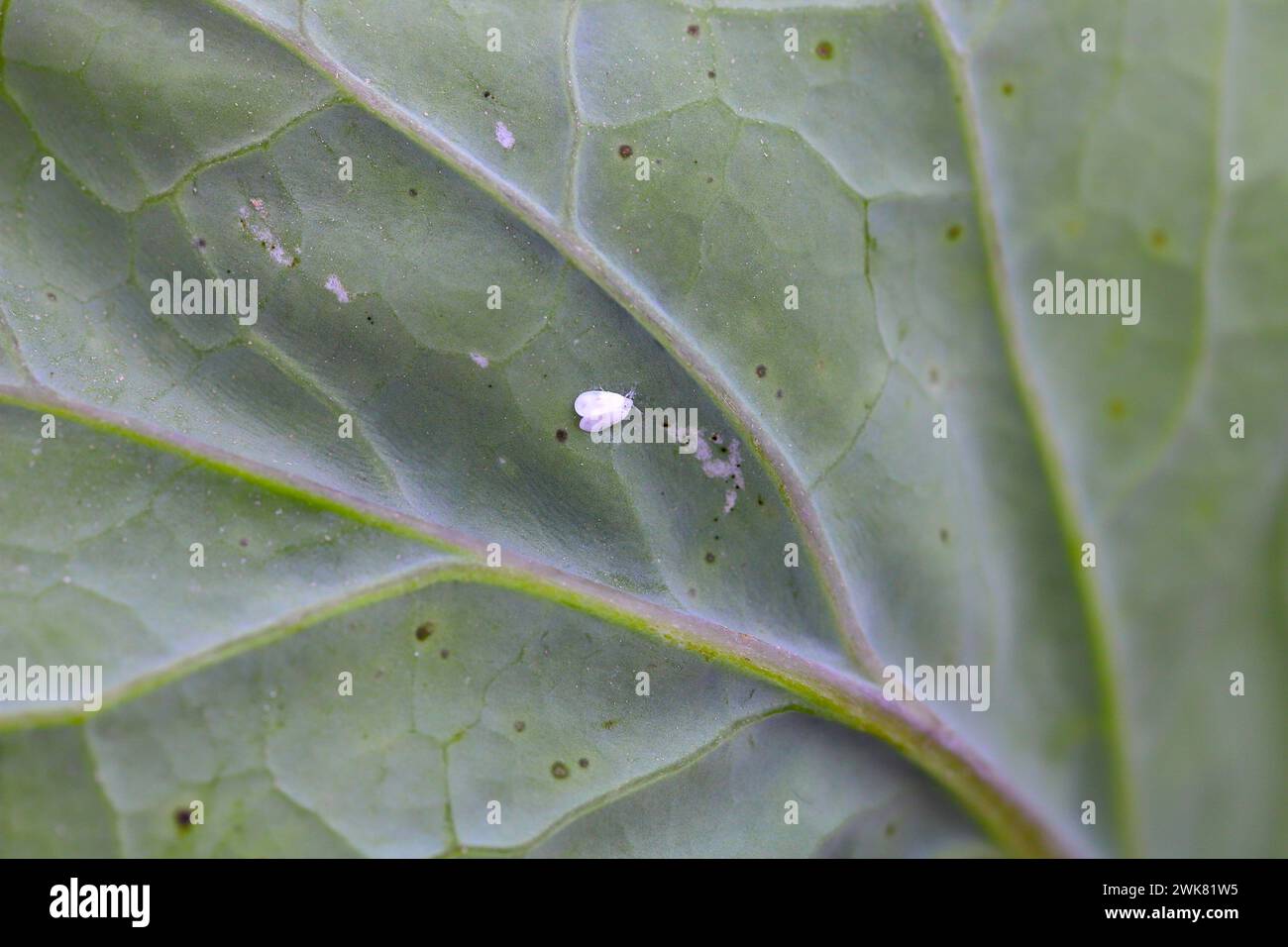 Cabbage whitefly Aleyrodes proletella infestation on the underside of a ...