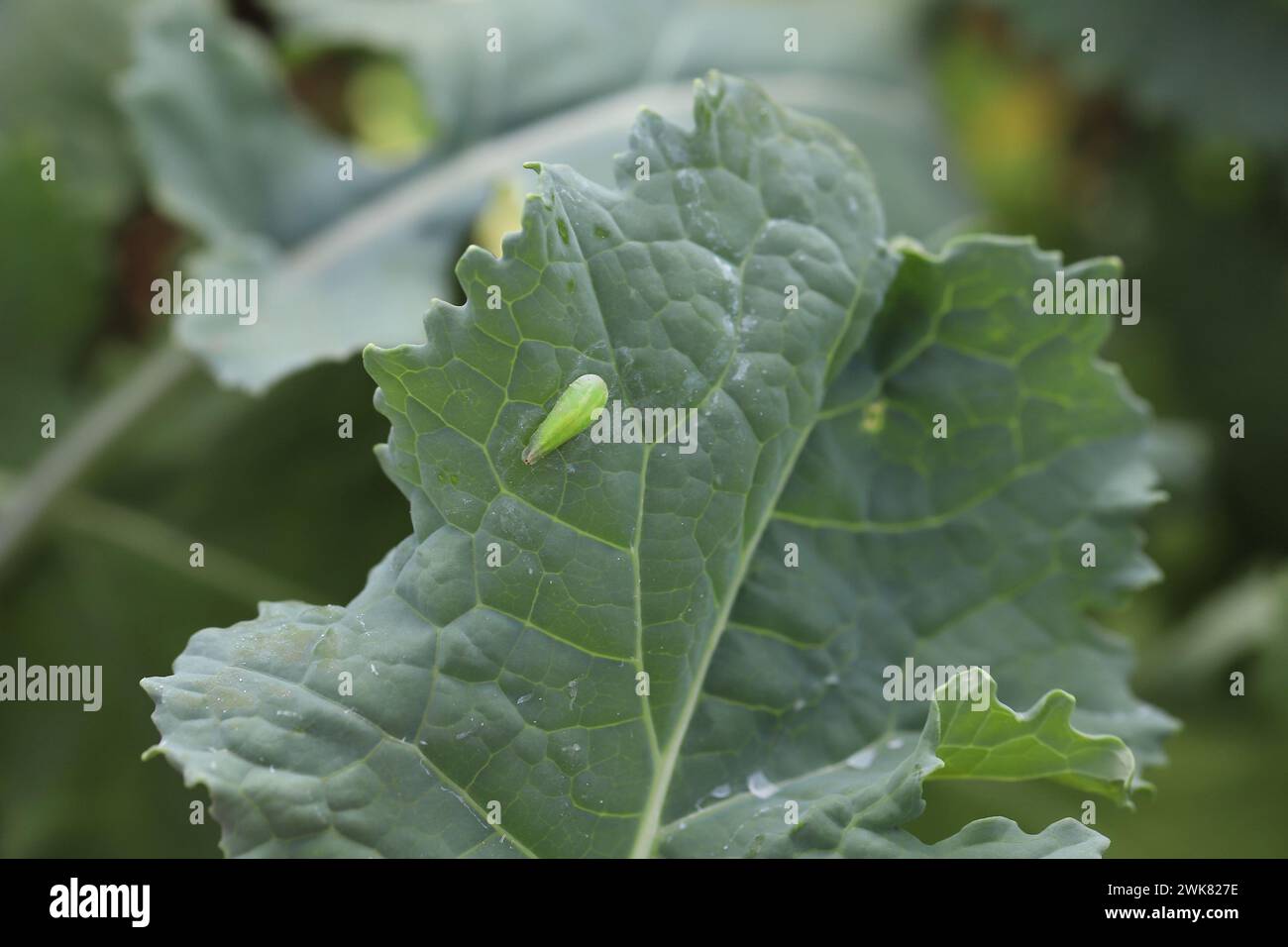 Aphids hunter hi-res stock photography and images - Alamy