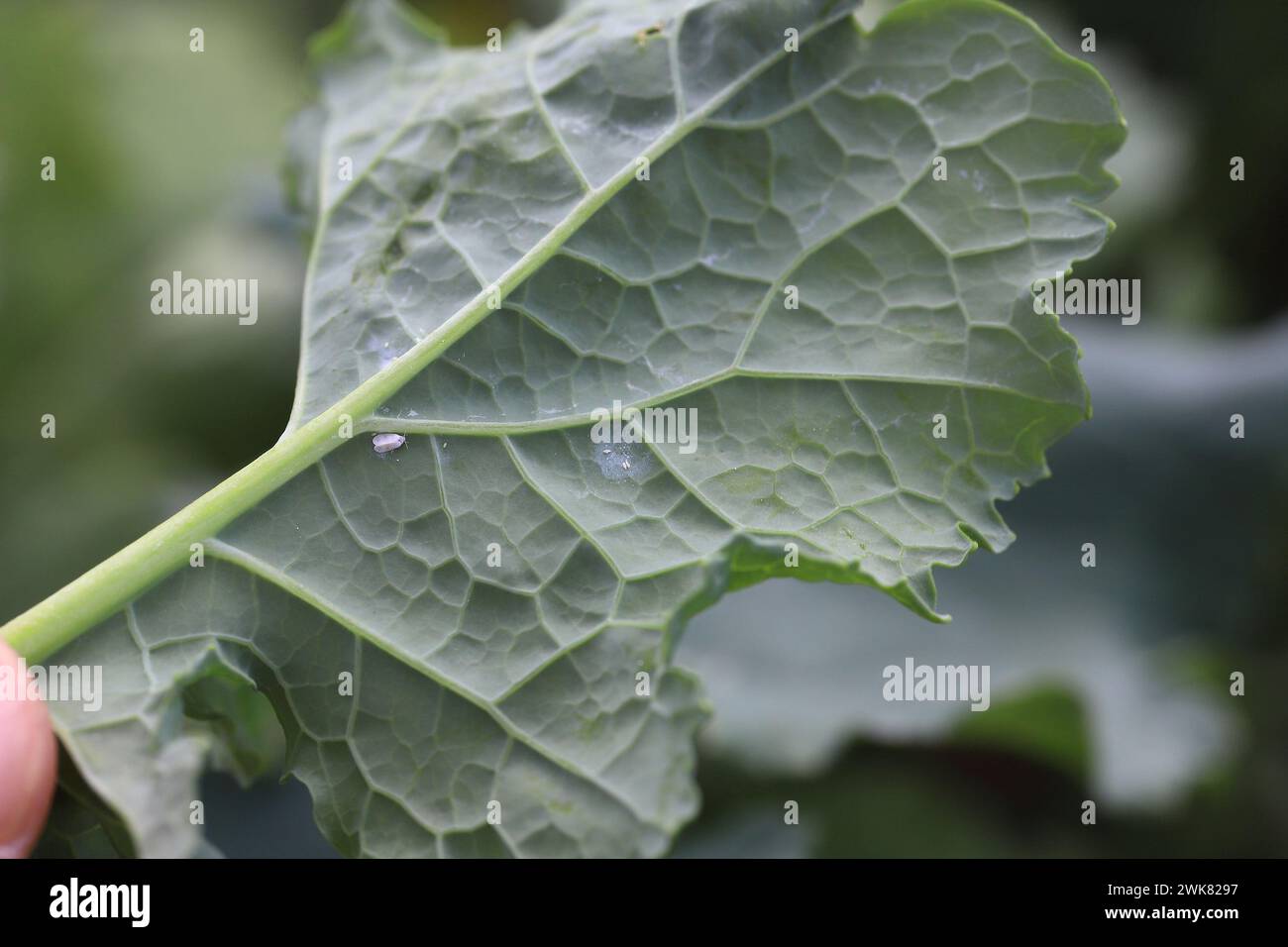 Cabbage whitefly Aleyrodes proletella infestation on the underside of a ...