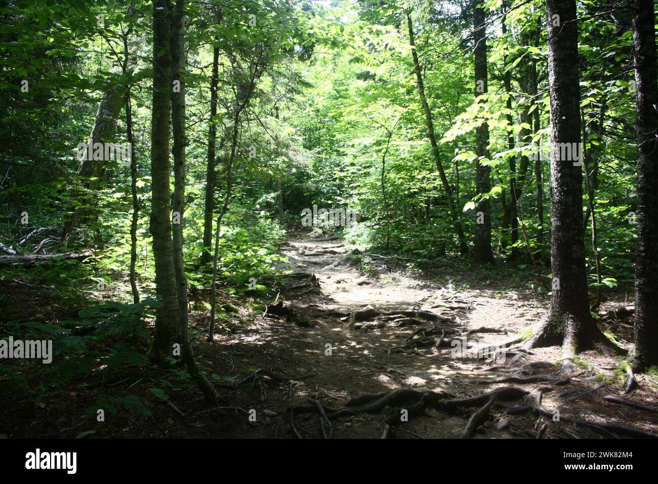 Narrow trail through dense hi-res stock photography and images - Alamy
