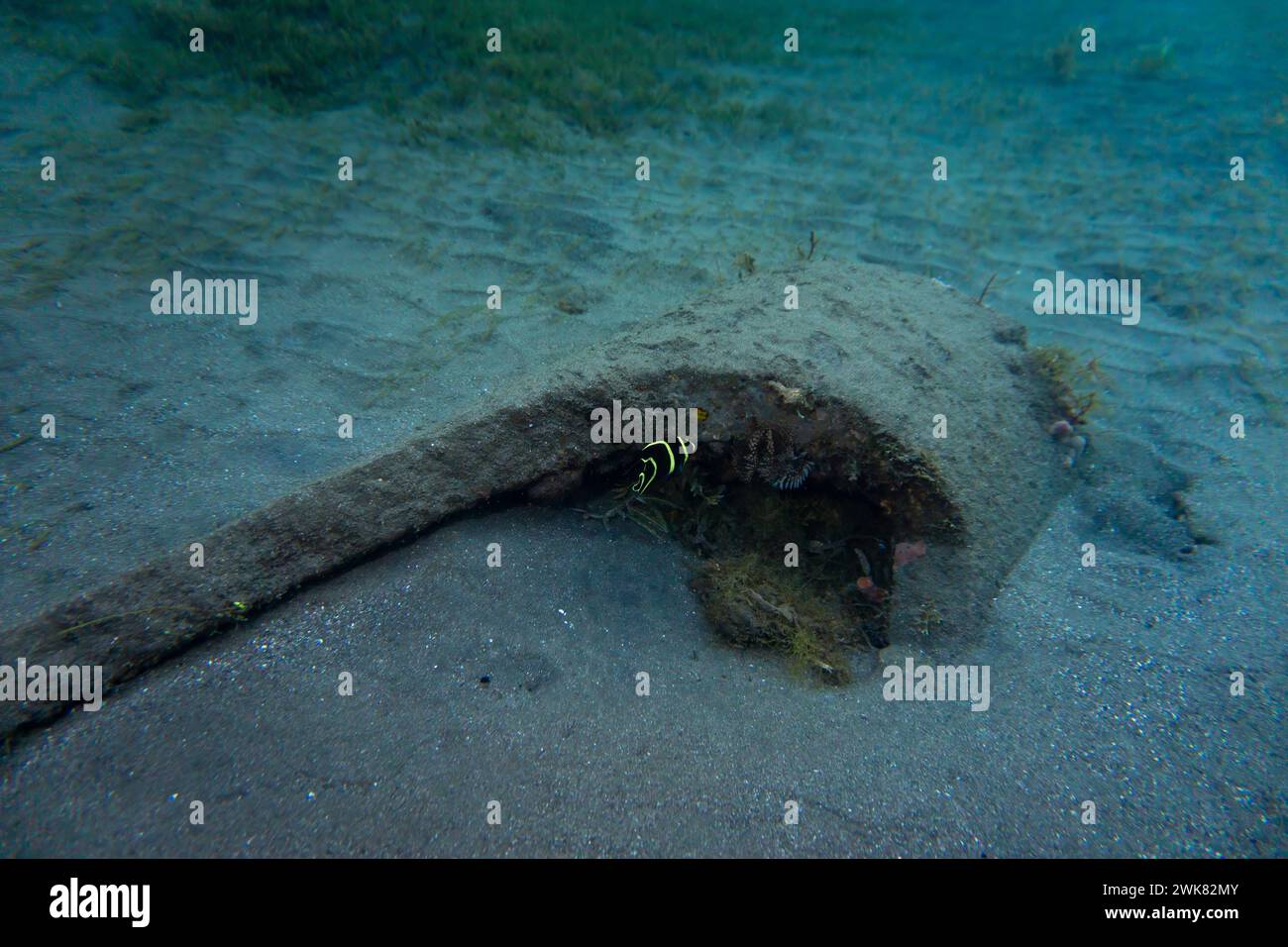 Aquatic animal themes danger wildlife hi-res stock photography and ...