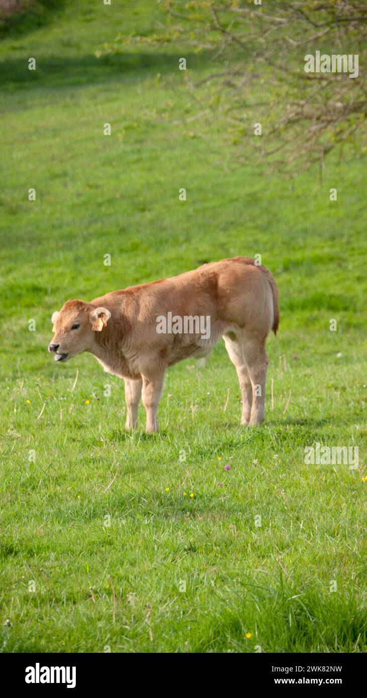 Brown calf hi-res stock photography and images - Alamy