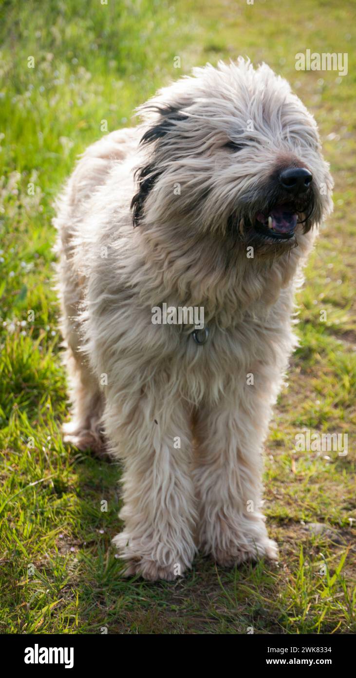 Very hairy dog hi-res stock photography and images - Alamy