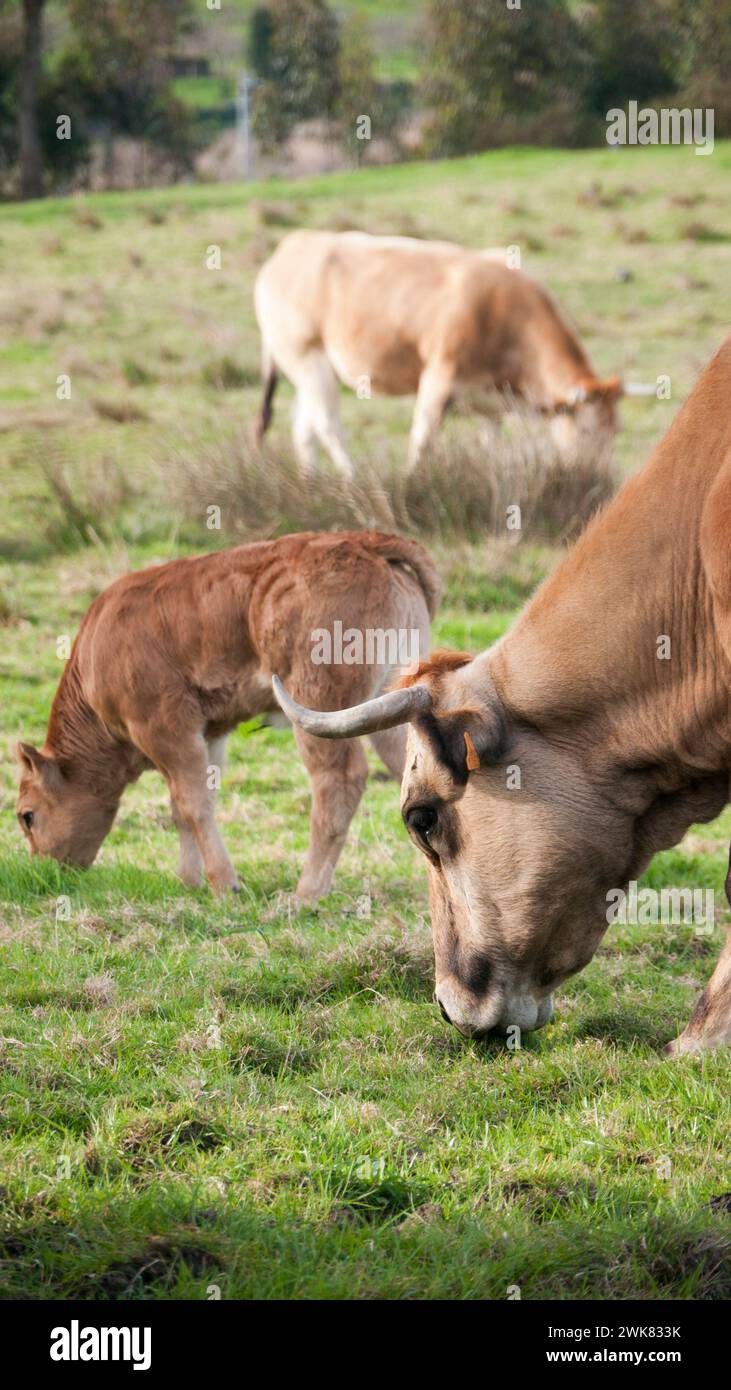 Calf in the grass hi-res stock photography and images - Alamy