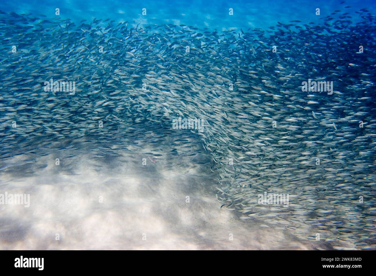 underwater picture of school of bait fish at Waimea Bay, on the north ...