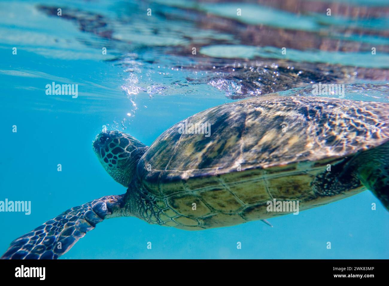 Under turtle hi-res stock photography and images - Alamy