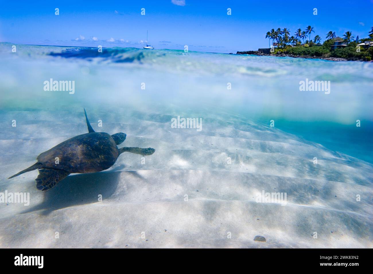 split level view of hawaiian sea turtle Stock Photo - Alamy