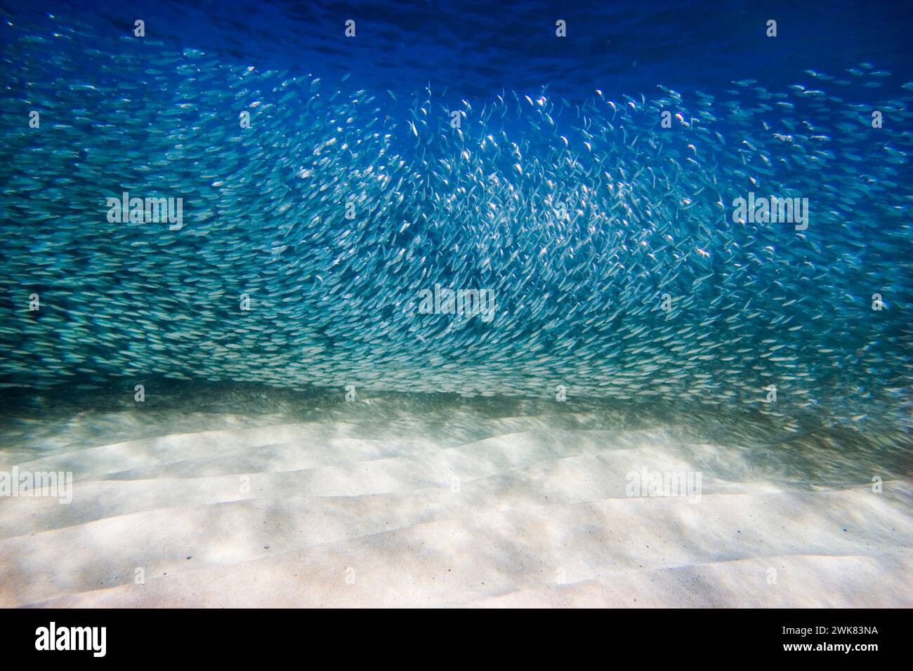 underwater picture of school of bait fish at Waimea Bay, on the north ...