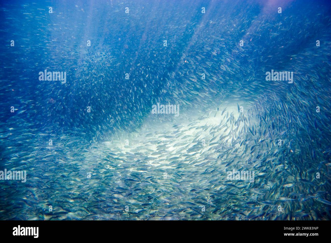 large school of fish, Hawaii Stock Photo - Alamy