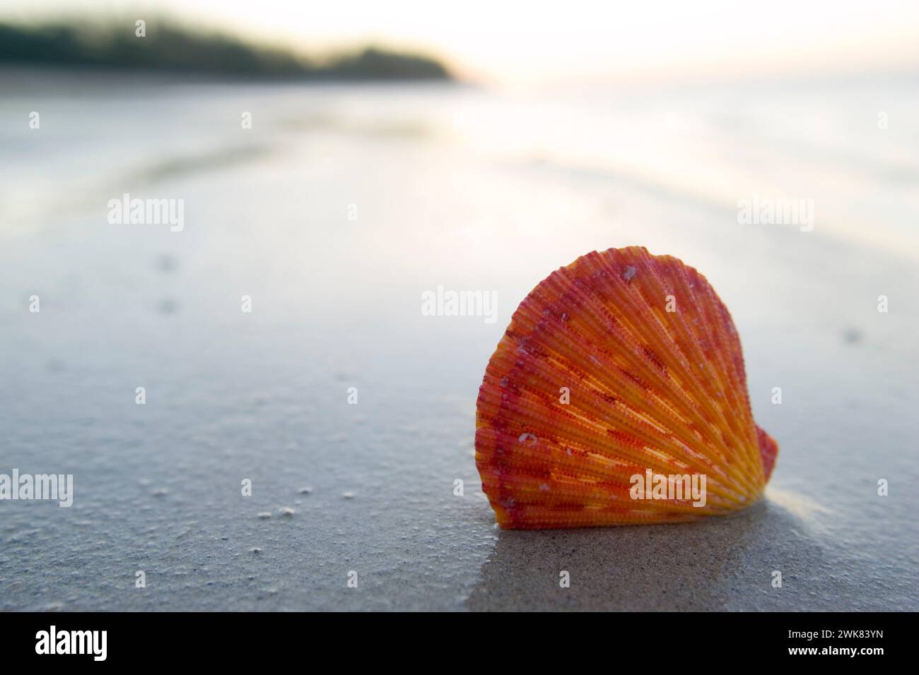 Shell on the beach Stock Photo - Alamy