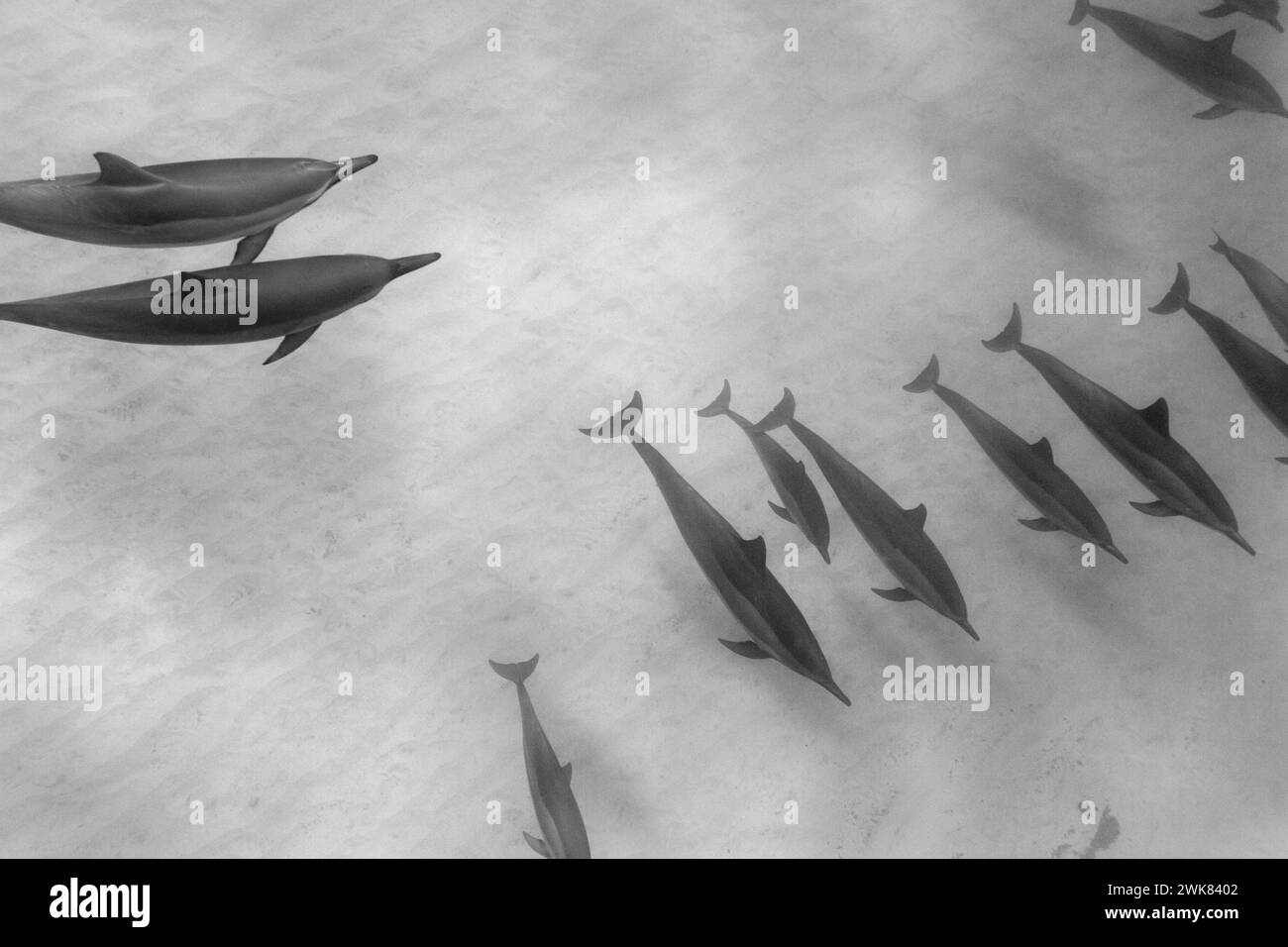 Black dolphins hi-res stock photography and images - Alamy