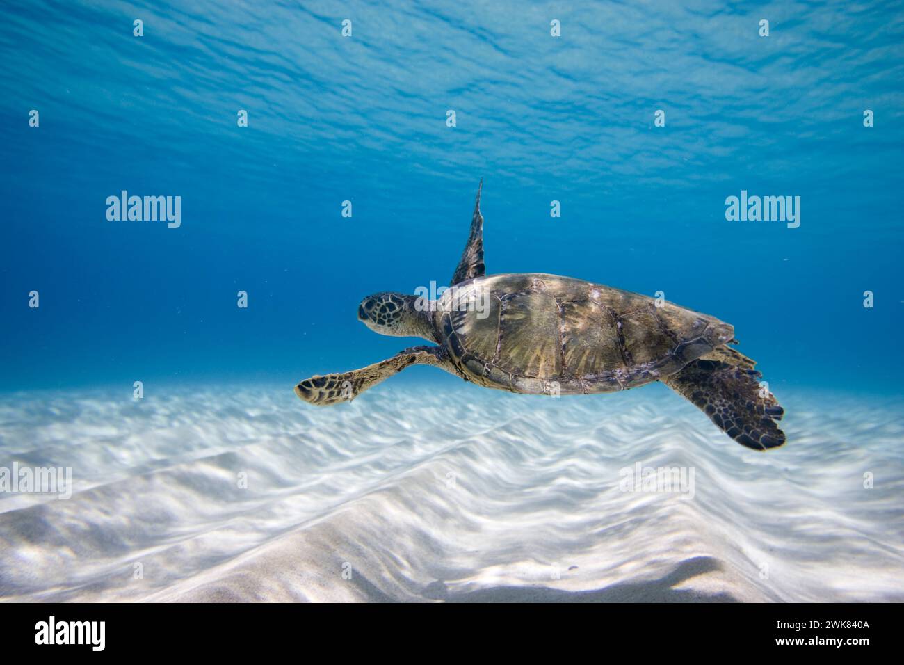 Hawaiian sea turtle Stock Photo - Alamy