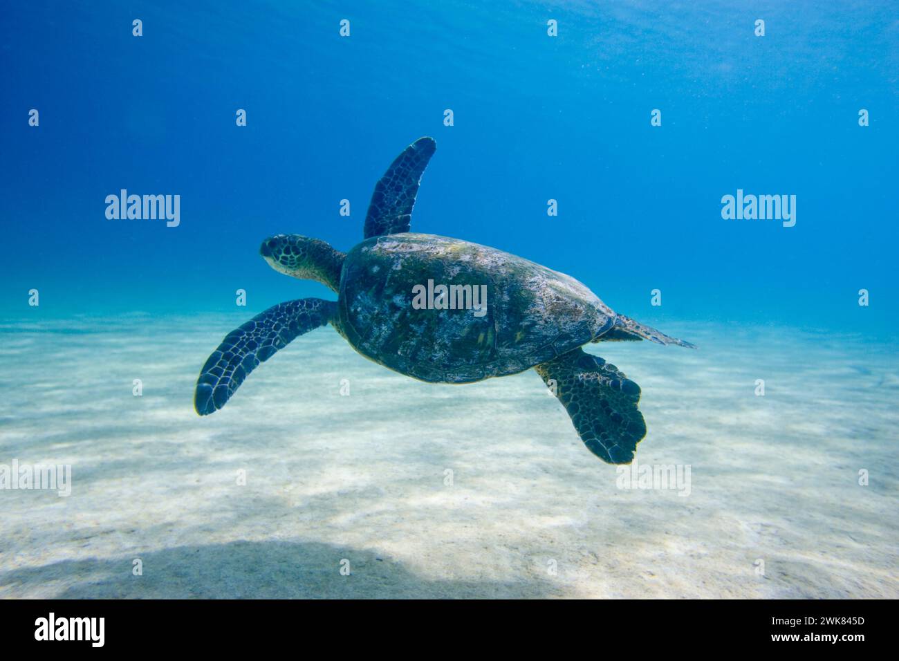 Hawaii'an sea turtle Stock Photo - Alamy