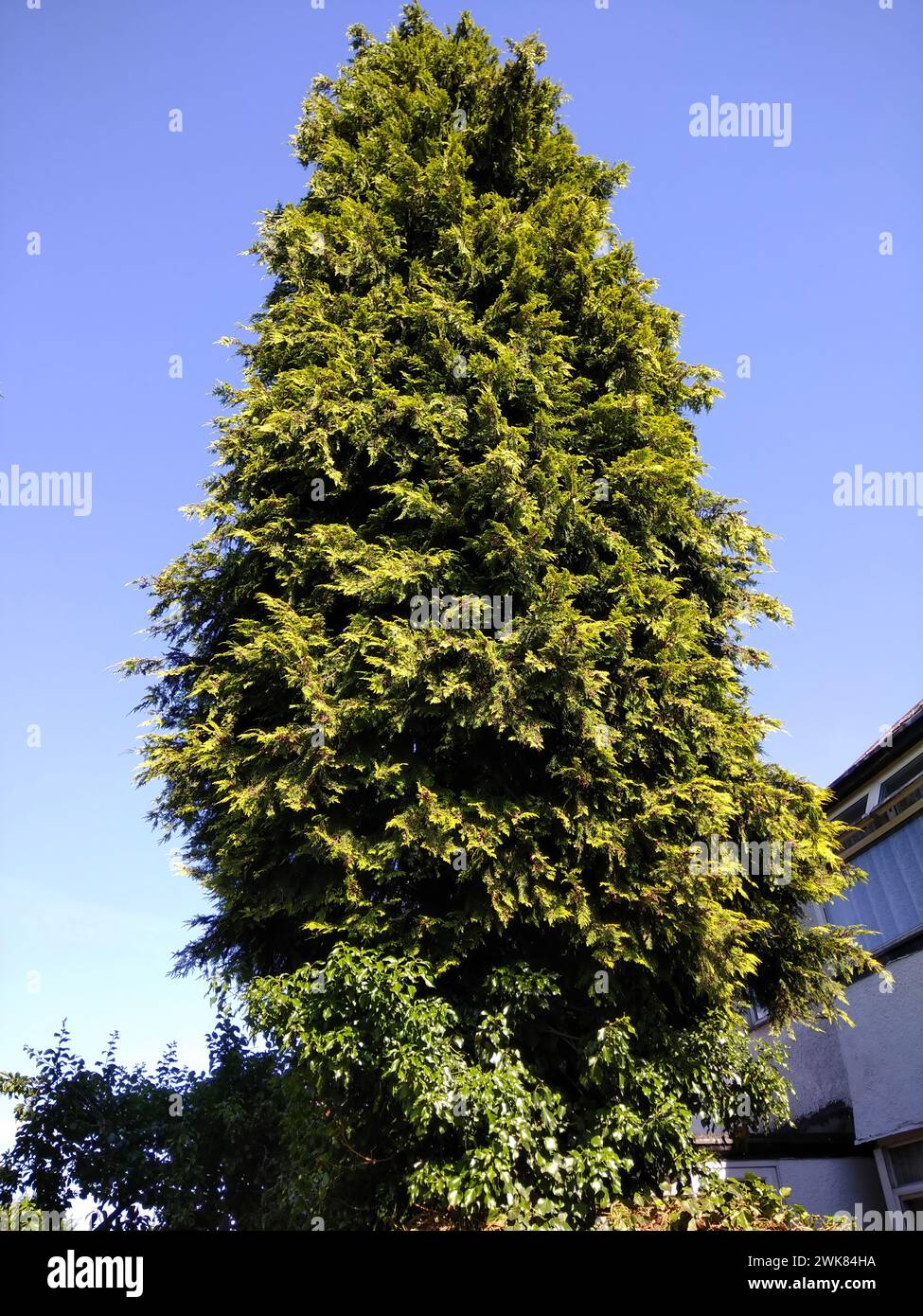 Tree roots sidewalk hi-res stock photography and images - Alamy