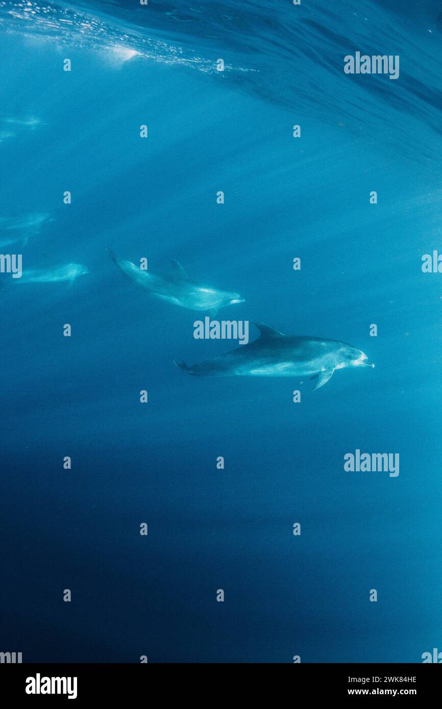 Underwater dolphin vertical hi-res stock photography and images - Alamy