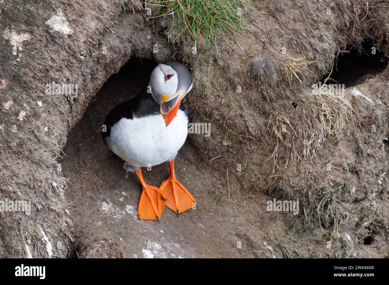 an Atlantic Puffin nests on a bluff Stock Photo - Alamy