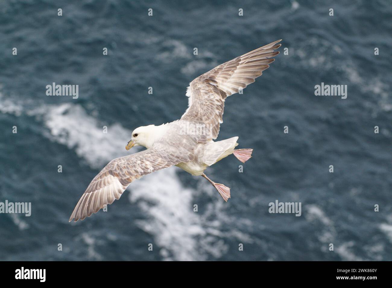 Young fulmar hi-res stock photography and images - Alamy