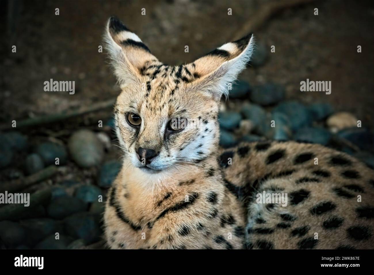 Serval endangered animal hi-res stock photography and images - Alamy