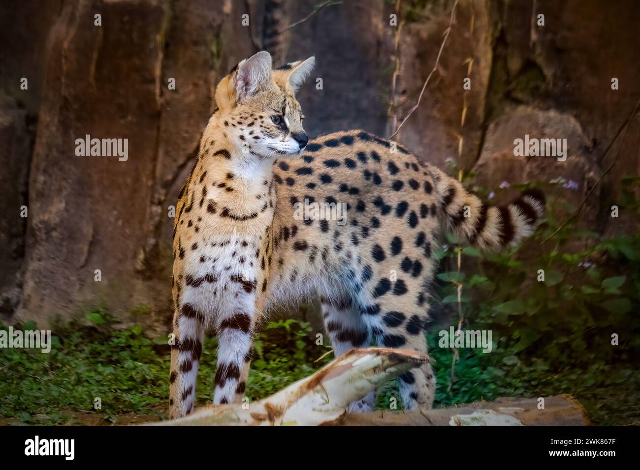 Serval endangered animal hi-res stock photography and images - Alamy