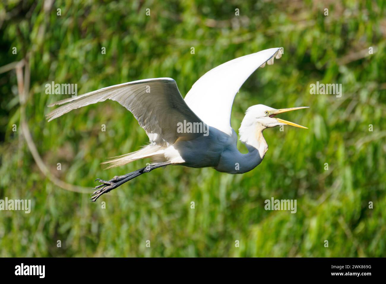 a Great American Egret flies to a nesting spot Stock Photo - Alamy
